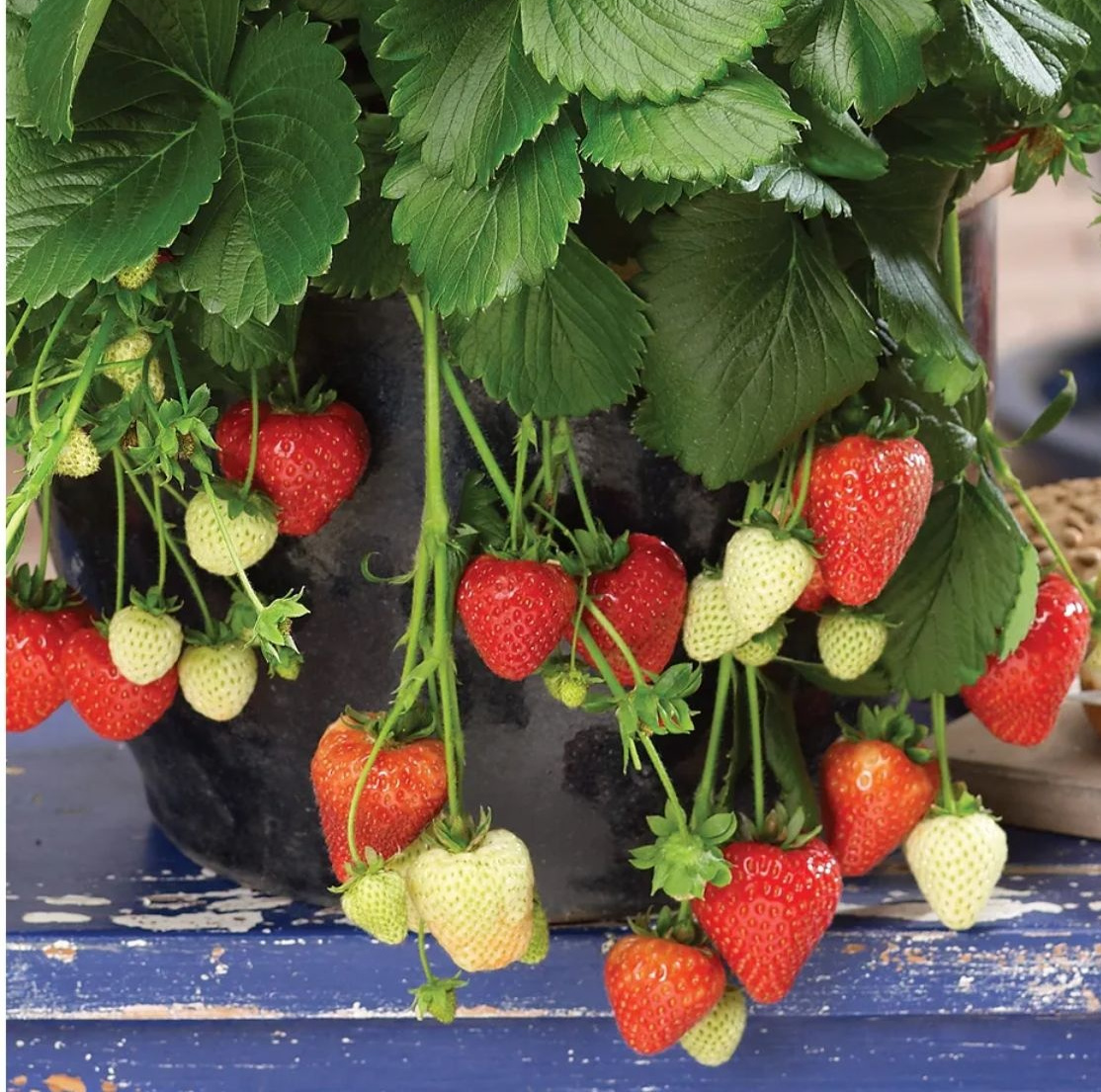 Kids Gardening Grow Kit Strawberries - Little Dreamers